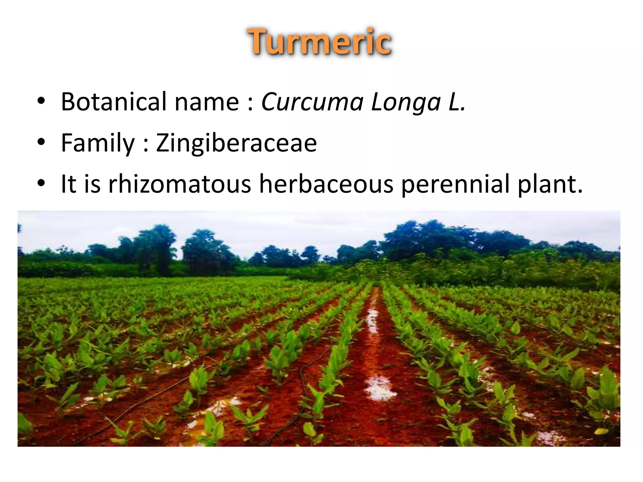 Water Management in Turmeric | PPTX