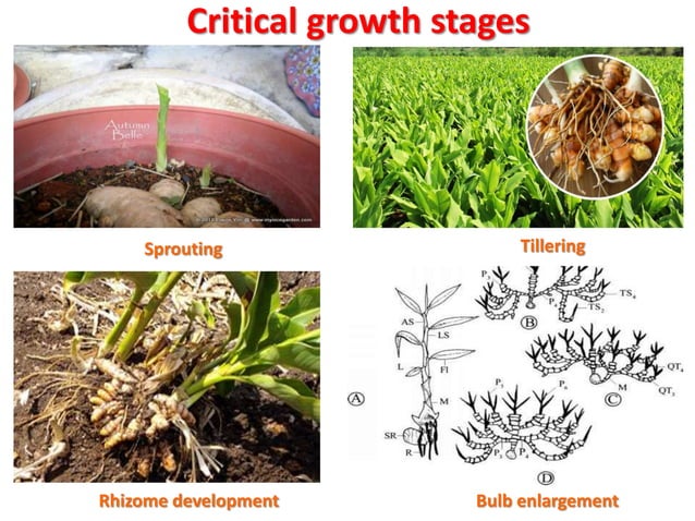 Water Management in Turmeric | PPTX