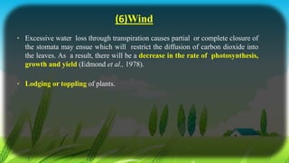STRESS AND ENIVIRONMENT AND THEIR EFFECT ON CROP YIELD | PPTX