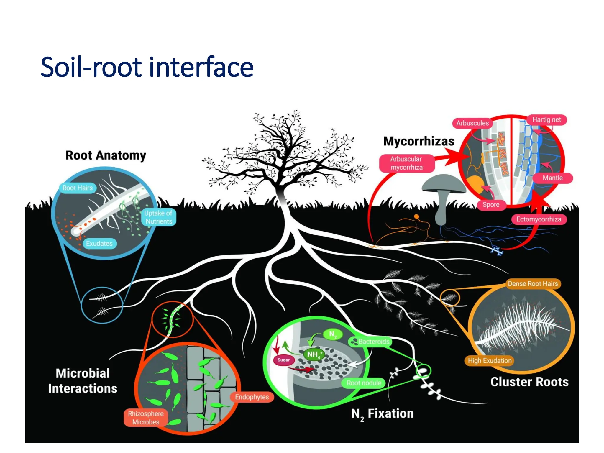 Soil plant relationships and soil atmosphere continuum | PDF