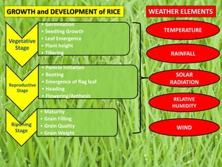 effect of different weather elements on growth and development of rice ...