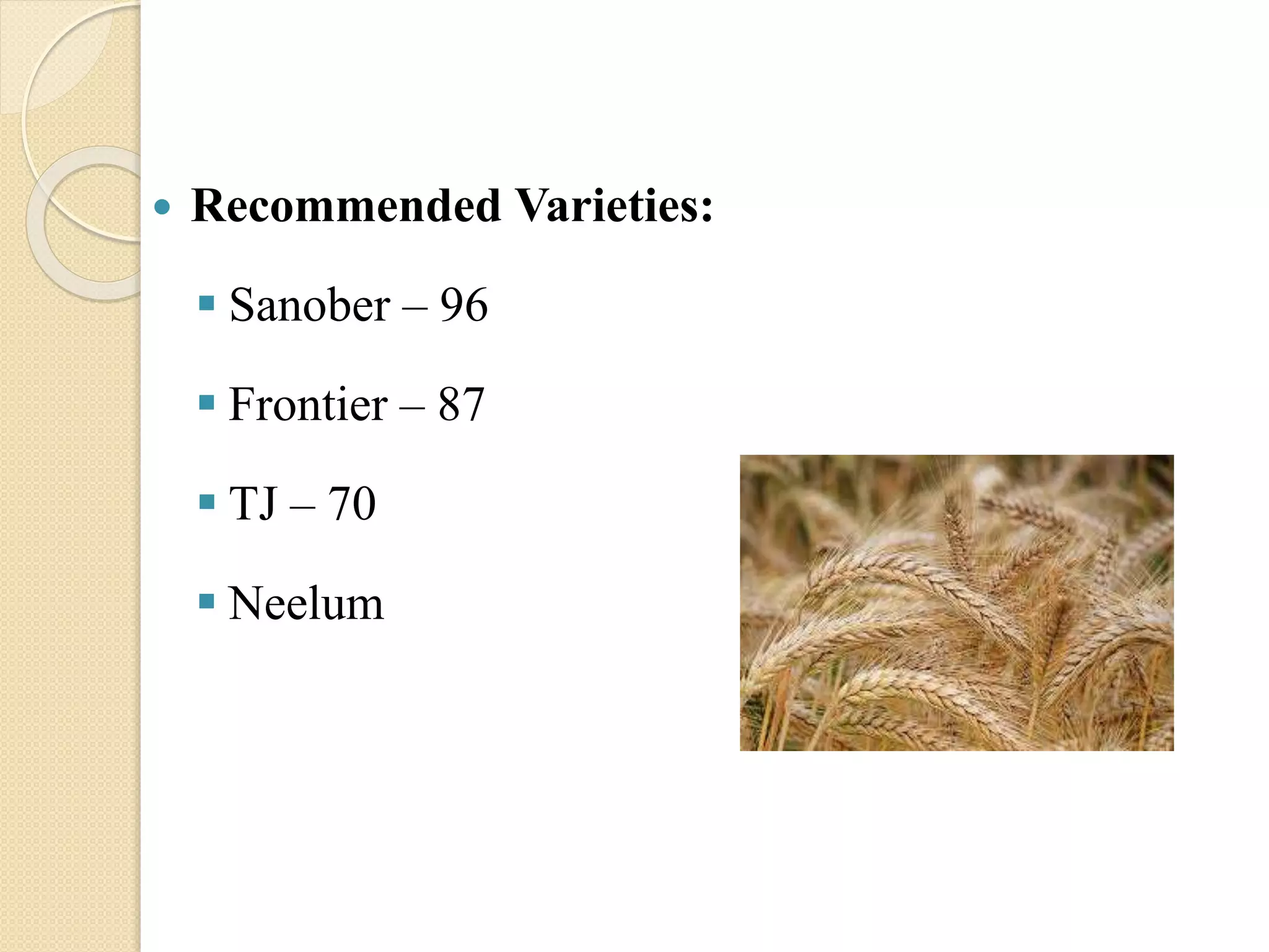 barley crop production ppt.pptx