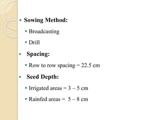 barley crop production ppt.pptx
