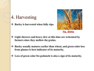 barley crop production ppt.pptx