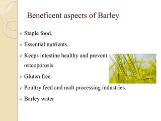 barley crop production ppt.pptx