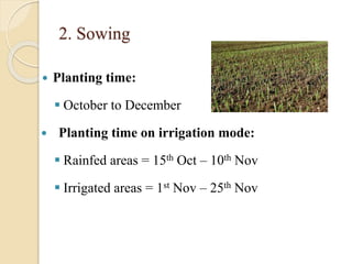 barley crop production ppt.pptx