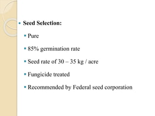 barley crop production ppt.pptx