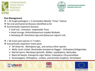 Agronomics of Tef | PPTX | Agriculture | Industries