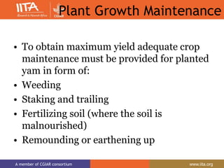 Agronomy and Propagation of Yam Basic information | PPTX