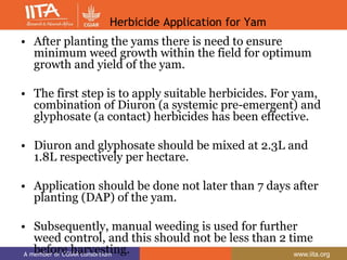 Agronomy and Propagation of Yam Basic information | PPTX