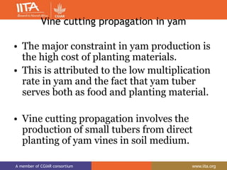 Agronomy and Propagation of Yam Basic information | PPTX