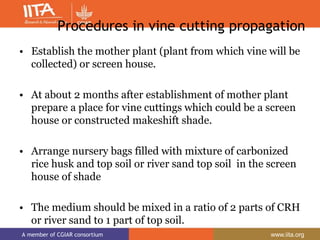Agronomy and Propagation of Yam Basic information | PPTX