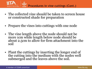 Agronomy and Propagation of Yam Basic information | PPTX