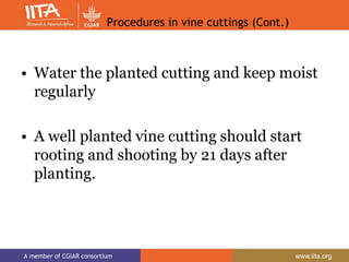 Agronomy and Propagation of Yam Basic information | PPTX