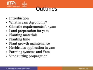 Agronomy and Propagation of Yam Basic information | PPTX