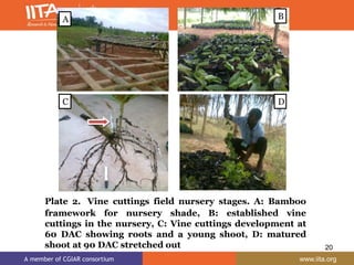Agronomy and Propagation of Yam Basic information | PPTX