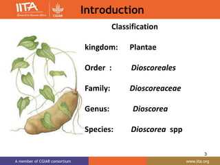 Agronomy and Propagation of Yam Basic information | PPTX
