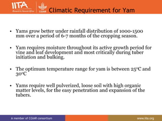 Agronomy and Propagation of Yam Basic information | PPTX