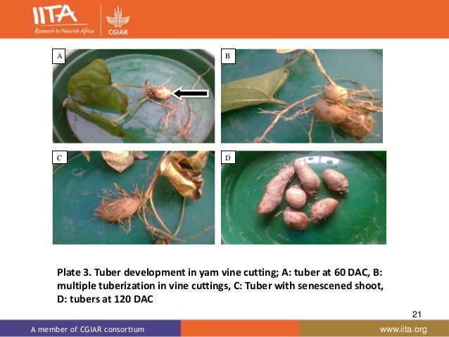 Agronomy and Propagation of Yam Basic information