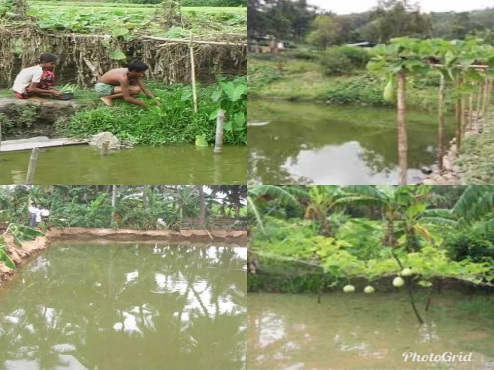 role of fisheries and pond management in IFS | PPTX