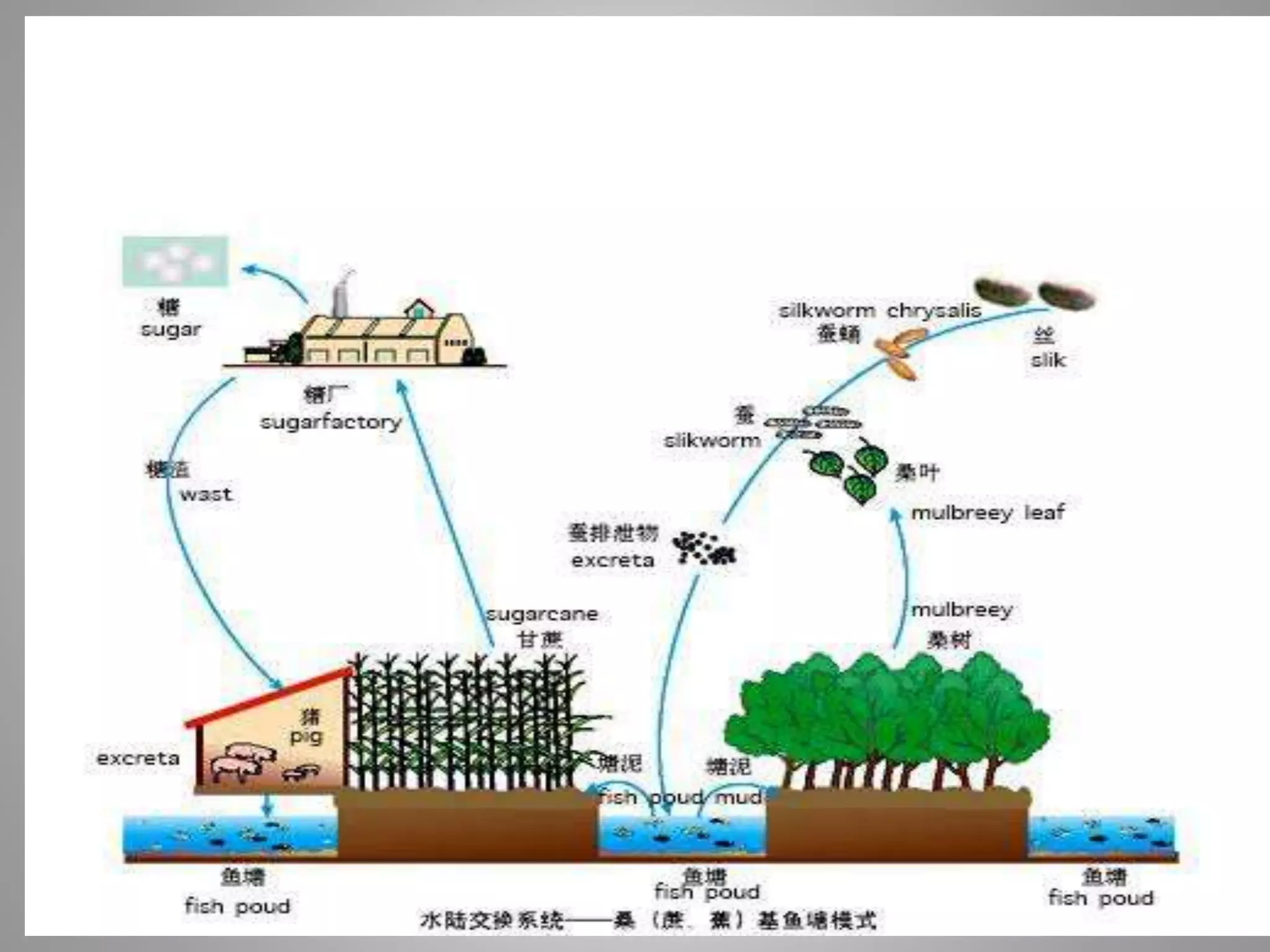 role of fisheries and pond management in IFS | PPTX