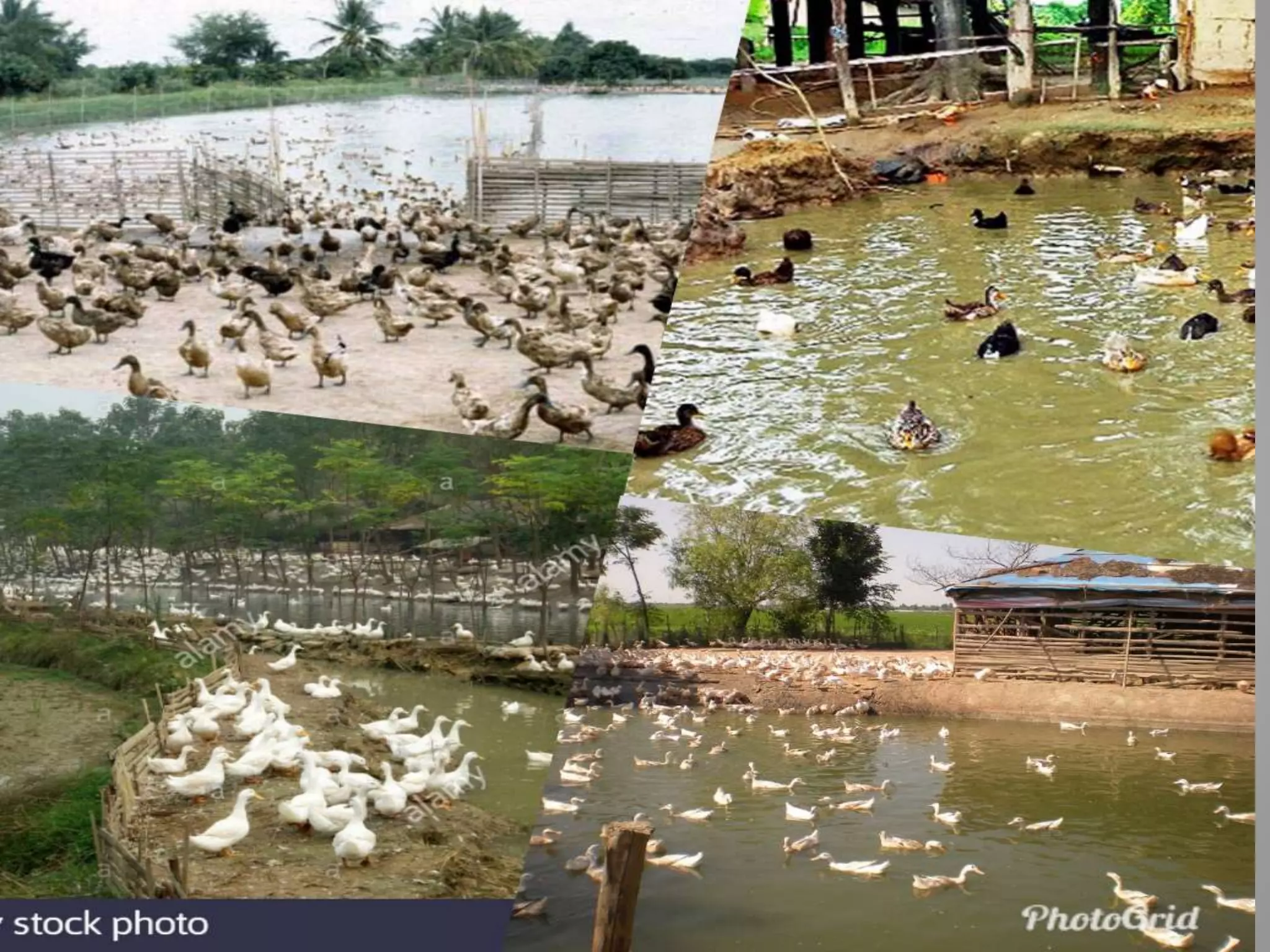 role of fisheries and pond management in IFS | PPTX