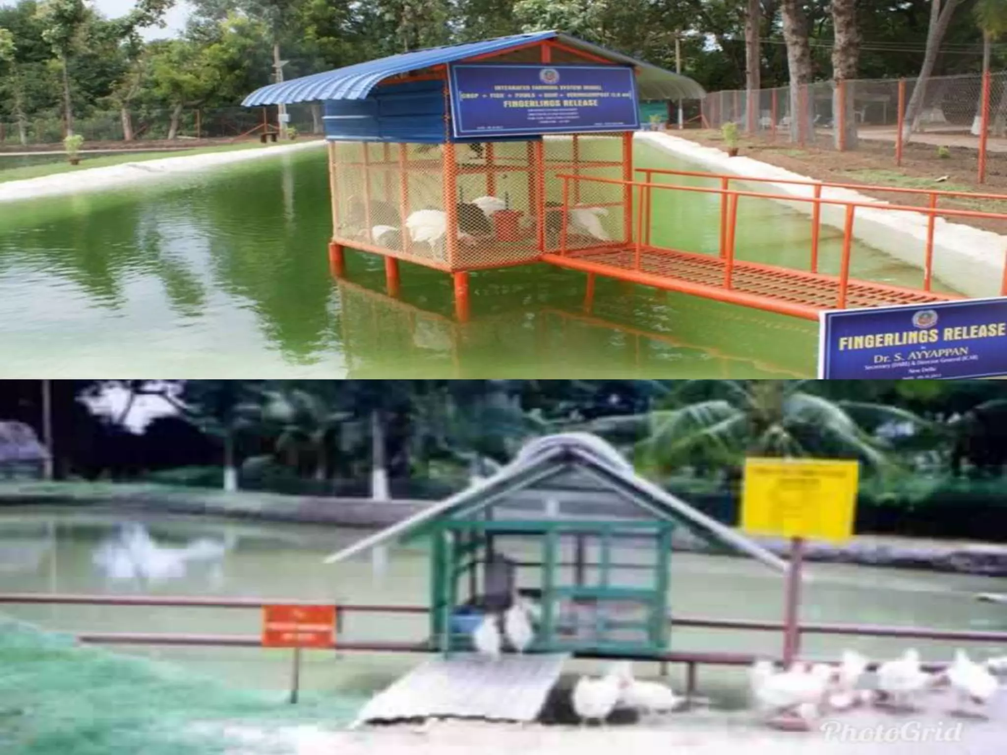 role of fisheries and pond management in IFS | PPTX
