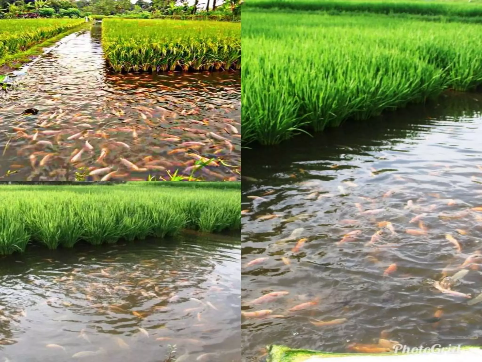 role of fisheries and pond management in IFS | PPTX