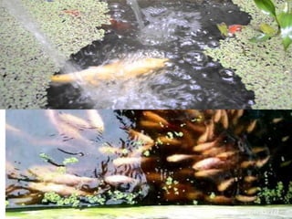 role of fisheries and pond management in IFS | PPTX