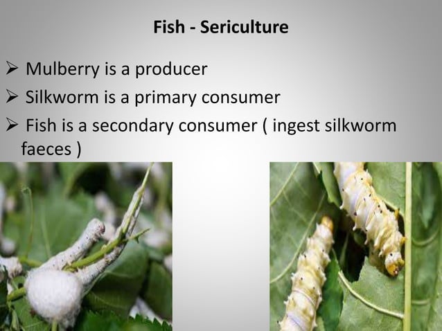 role of fisheries and pond management in IFS | PPTX
