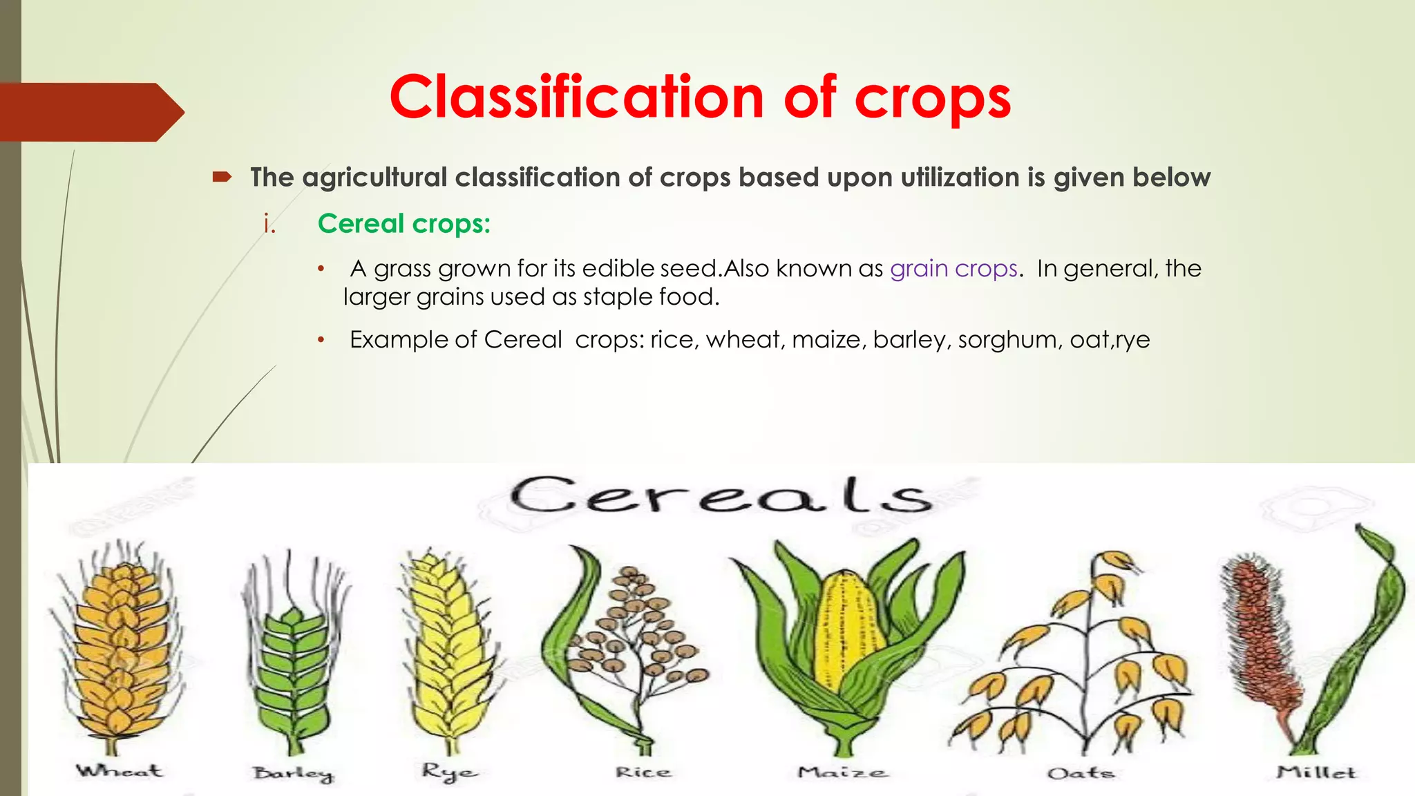 Classification of Agronomy crops | PDF