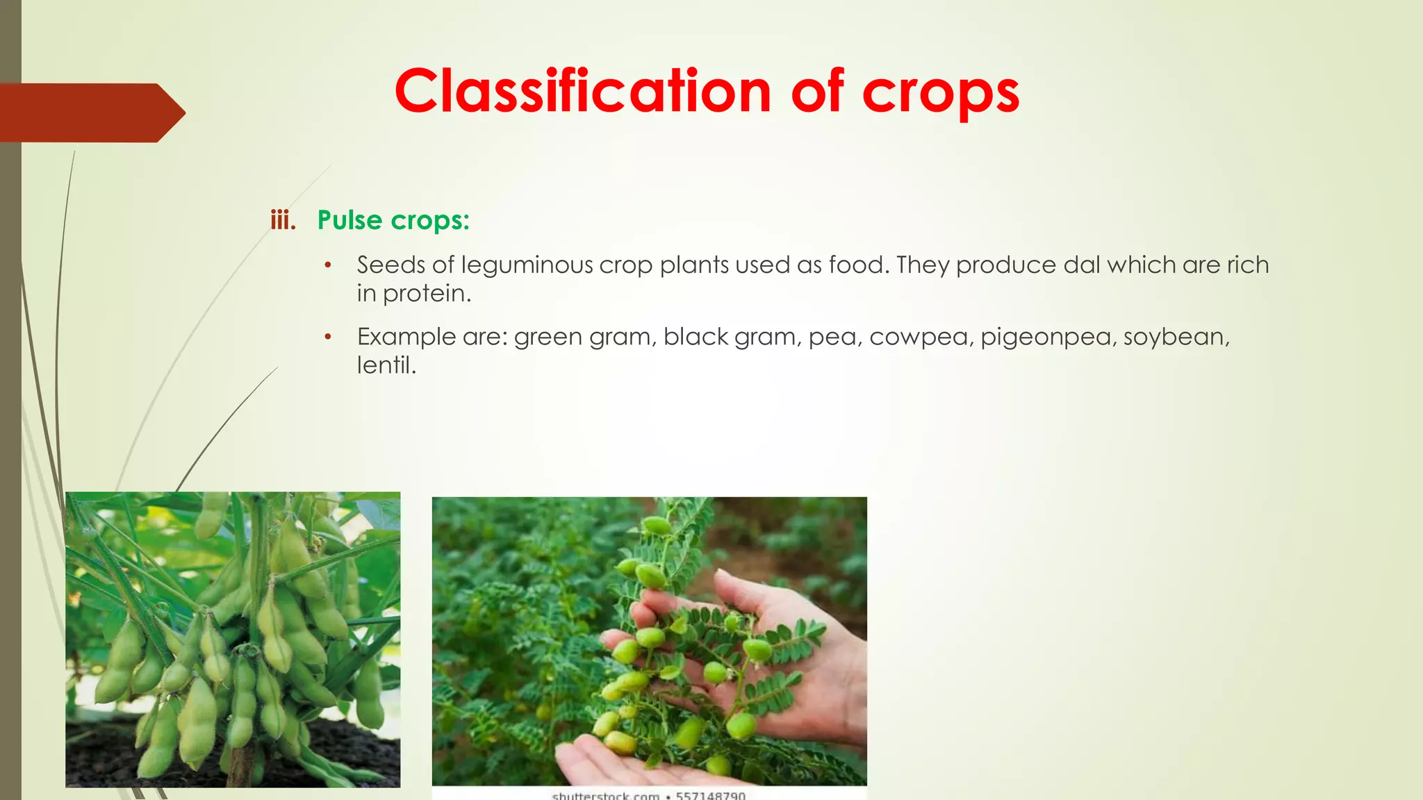 Classification of Agronomy crops | PDF