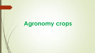 Classification of Agronomy crops | PDF