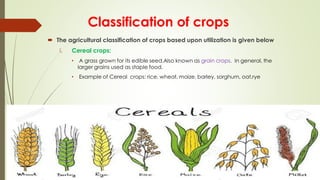 Classification of Agronomy crops | PDF