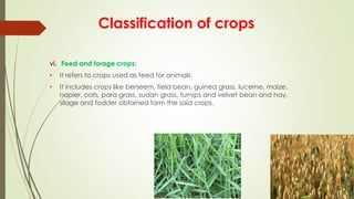 Classification of Agronomy crops | PPT