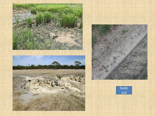PROBLEM SOILS AND THEIR MANAGEMENT | PPTX | Agriculture | Industries