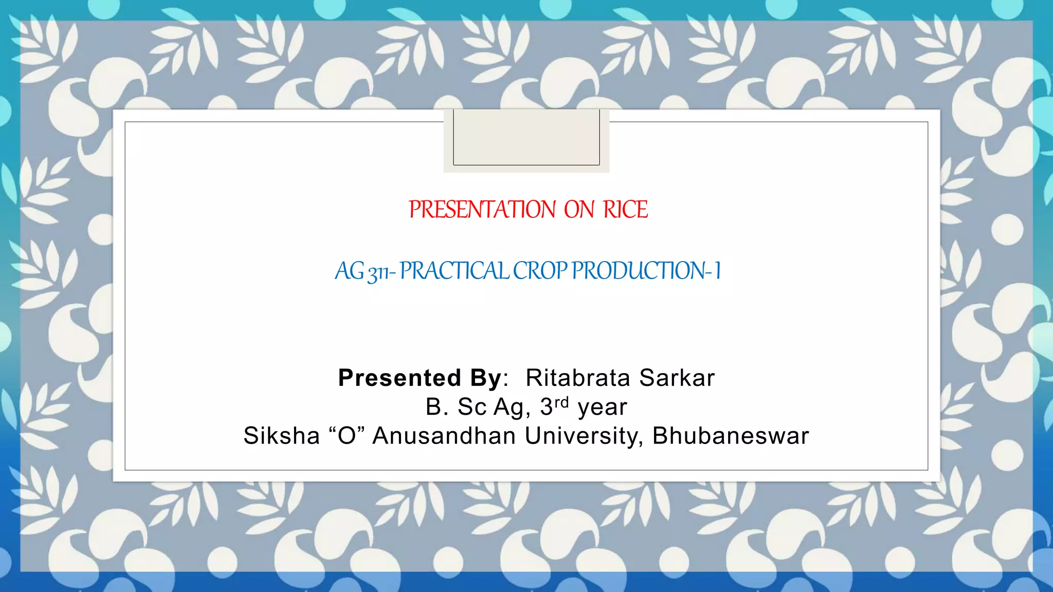 Presentation on Rice Cultivation | PPTX