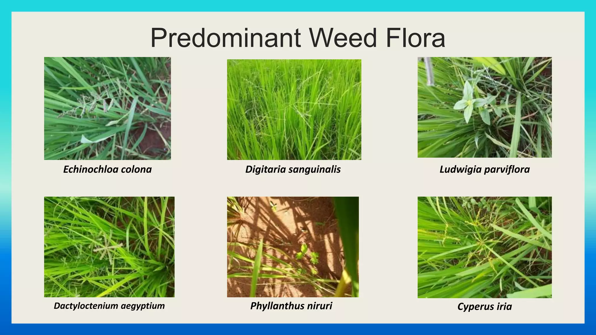 Presentation on Rice Cultivation | PPTX