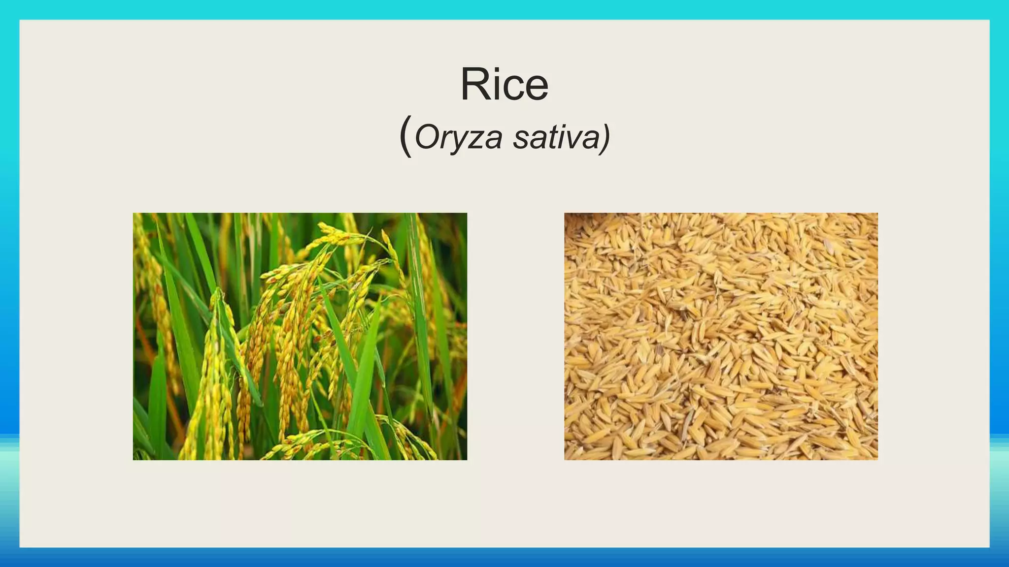 Presentation on Rice Cultivation | PPTX