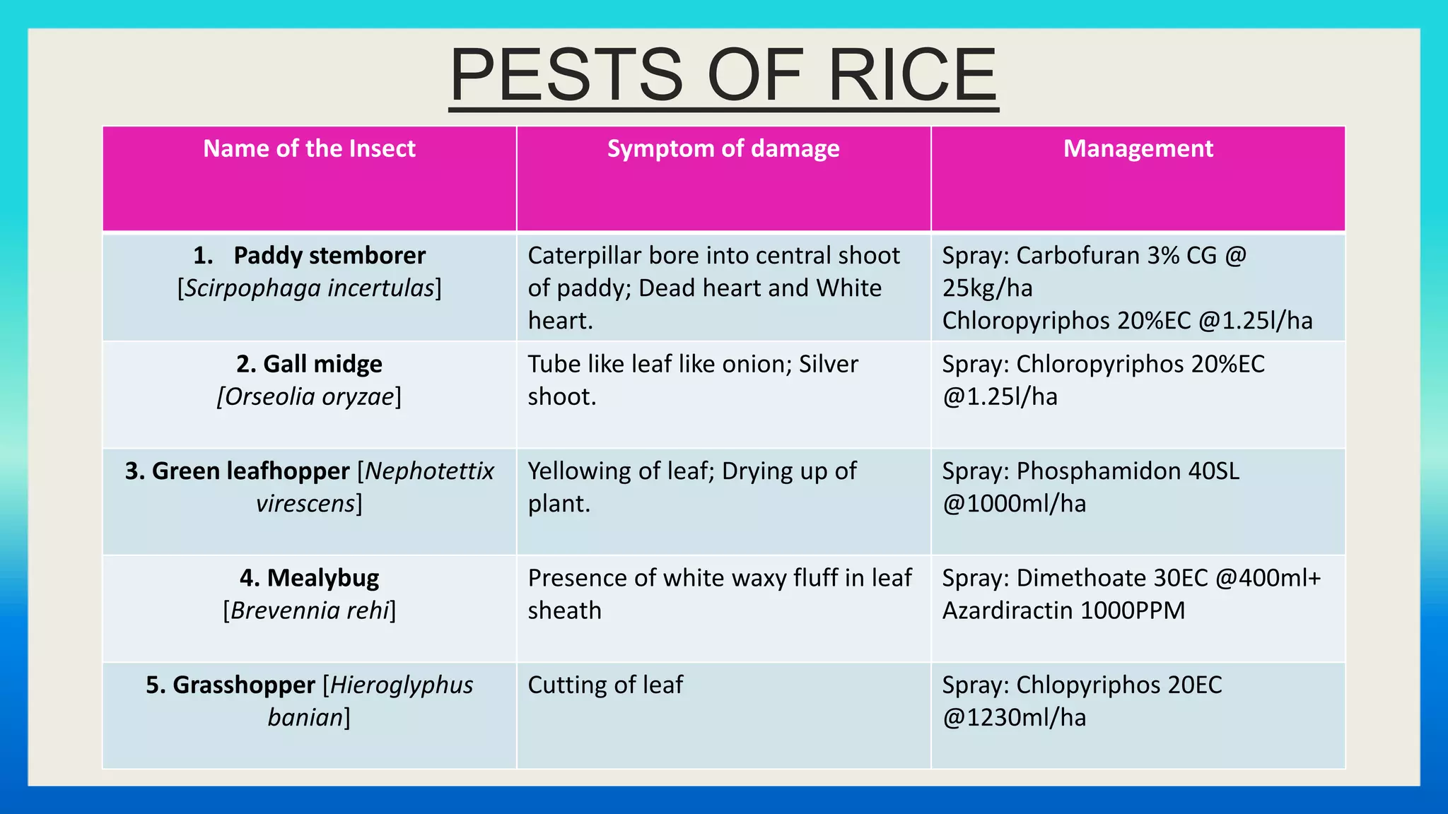 Presentation on Rice Cultivation | PPTX