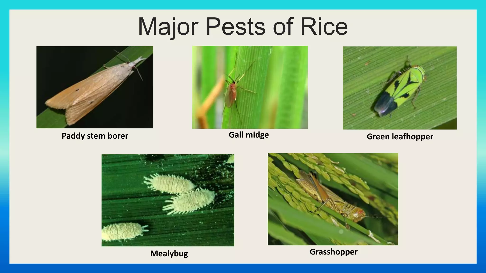 Presentation on Rice Cultivation | PPTX