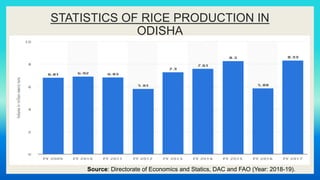 Presentation on Rice Cultivation | PPTX
