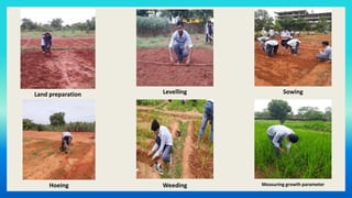 Presentation on Rice Cultivation | PPTX