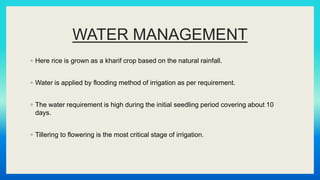 Presentation on Rice Cultivation | PPTX