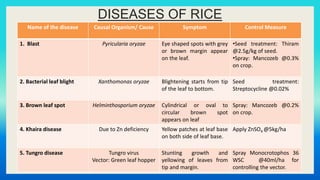 Presentation on Rice Cultivation | PPTX