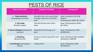 Presentation on Rice Cultivation | PPTX