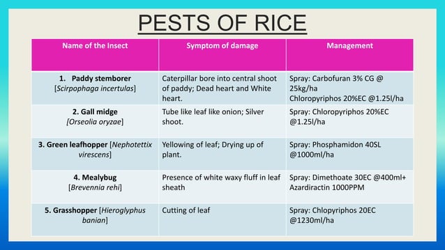 Presentation on Rice Cultivation | PPTX | Agriculture | Industries