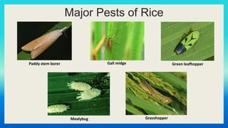 Presentation on Rice Cultivation | PPTX