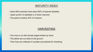 Presentation on Rice Cultivation | PPTX