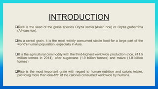 Presentation on Rice Cultivation | PPTX